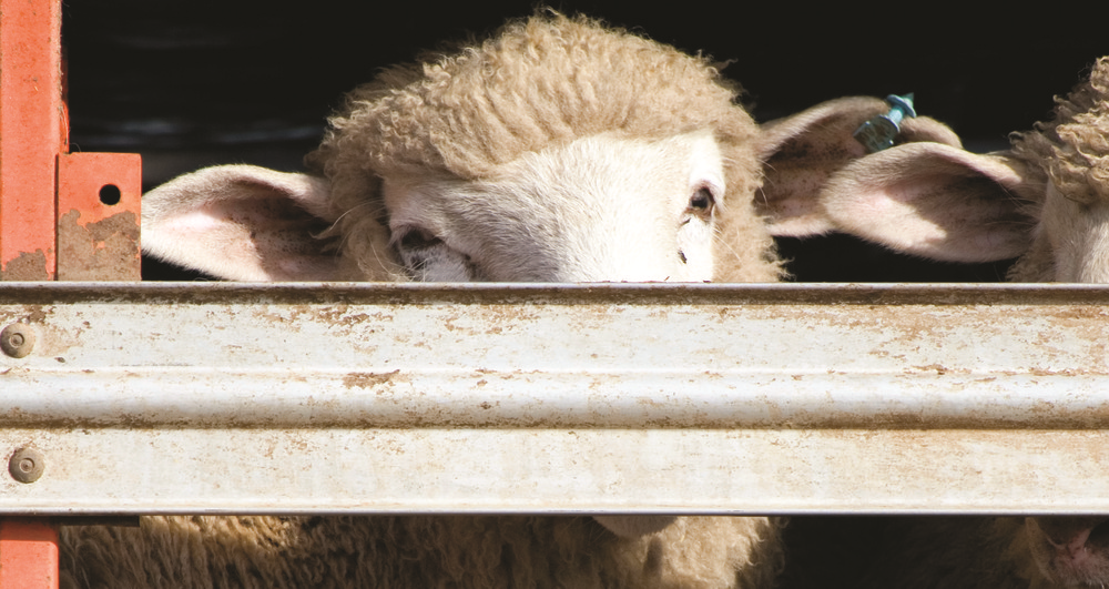 Information on funding for scrapie testing for sheep moving to Northern ...