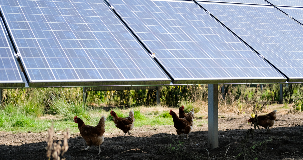 Solar farms and the British landscape – NFUonline