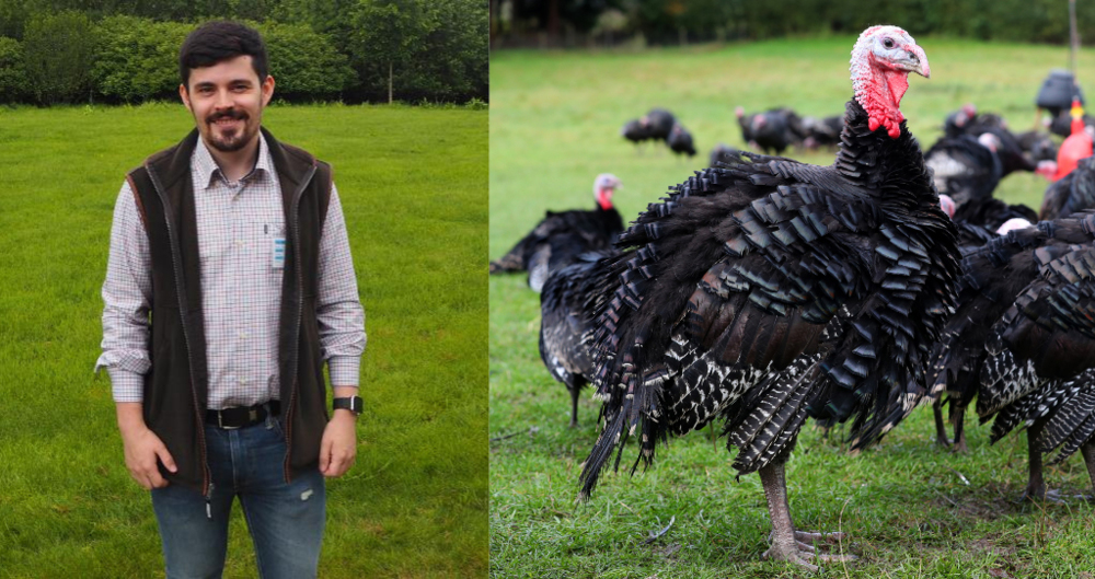 Poultry Industry Programme (PIP) blog: Preparing for Christmas – NFUonline