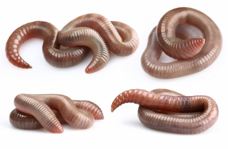 Fun Facts About Baby Earthworms - The Earth Images Revimage.Org